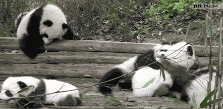 Panda Falling | Best Funny Gifs Updated Daily