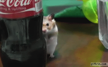 Dramatic Hamster Behind Coca-Cola Bottle | Best Funny Gifs Updated Daily