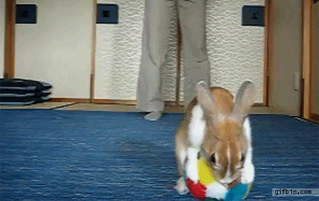 Bunny Does A Forward Roll | Best Funny Gifs Updated Daily