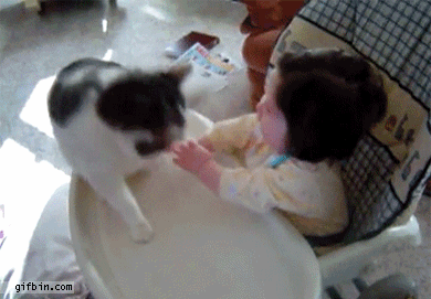 Cat Slaps Kid | Best Funny Gifs Updated Daily